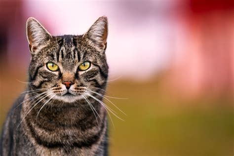 Cat Headshot By Leo Vallin Fstoppers