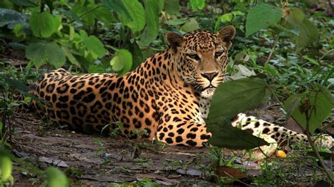 Assam Woman Attacked By Leopard In Tinsukia