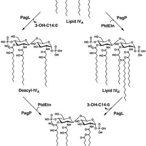 Regulated Modifications Of The Structure Of Kdo 2 Lipid A In S