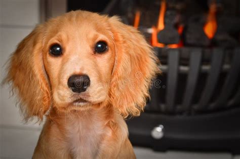Perrito De Cocker Spaniel Por El Fuego Que Mantiene Caliente Foto De