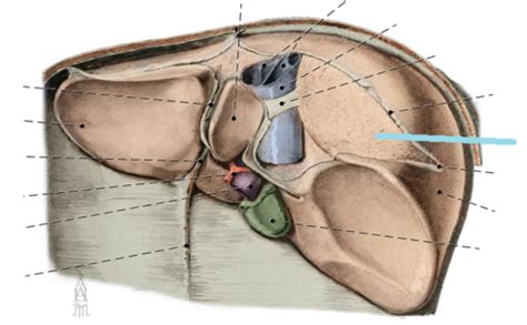 Hepar Flashcards Quizlet