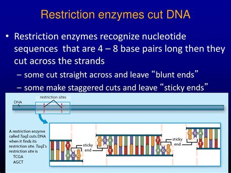 Ppt Frontiers Of Biotechnology Powerpoint Presentation Free Download