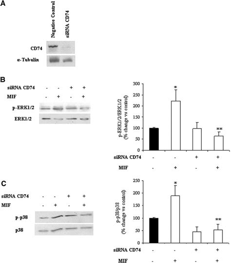 Downregulation Of Cd74 Prevents Mif Actions On Podocytes Sirna