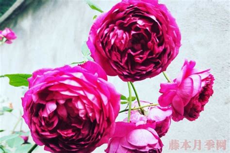 盆栽月季过冬要提早做好准备 藤本月季网
