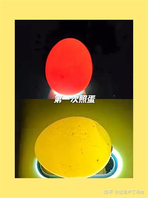 芦丁鸡孵化全过程记录一定要重视这几个点 知乎