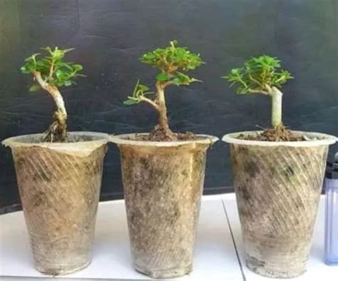 Bahan Bonsai Sancang Mame Lazada Indonesia