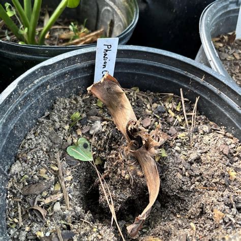 Variegated Shell Ginger Starter Plant 1 Healthy Starter Plant Etsy