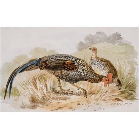 The Grey Jungle Fowl Or Sonnerats Junglefowl Gallus Sonnerati Poster Print Large