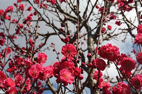 開花情報 大阪市立長居植物園