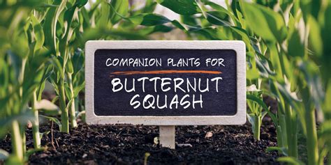 Companion Plants For Butternut Squash