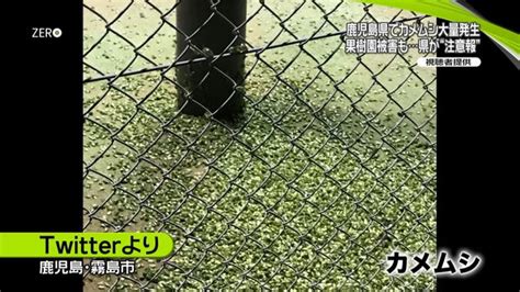 原因は鹿児島でカメムシ大量発生 被害も