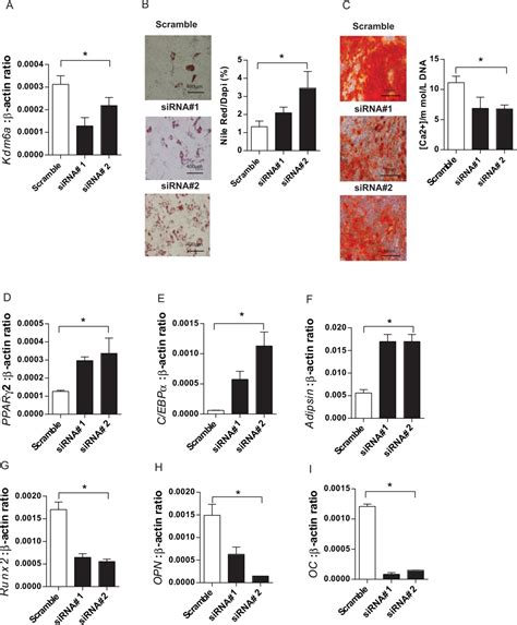 Ezh2 And Kdm6a Act As An Epigenetic Switch To Regulate Mesenchymal Stem