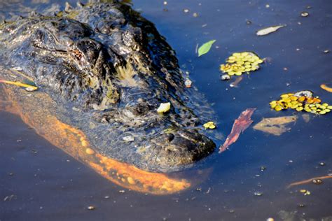 Alligator Action Airboat Adventures Swamp Tours New Orleans