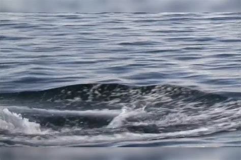 父母带小孩体验看鲨鱼，意想不到的事发生，镜头拍下紧张全程！