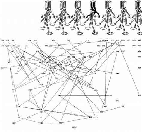 Circuit Complexity In Nervous Systems A Projections Of Photoreceptor