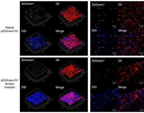 Spatial Distribution Of Gene Expression Naked PZsGreen1 N1 And The