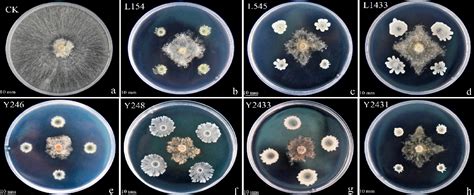 Figure 1 From Unveiling The Potential Of Bacillus Safensis Y246 For