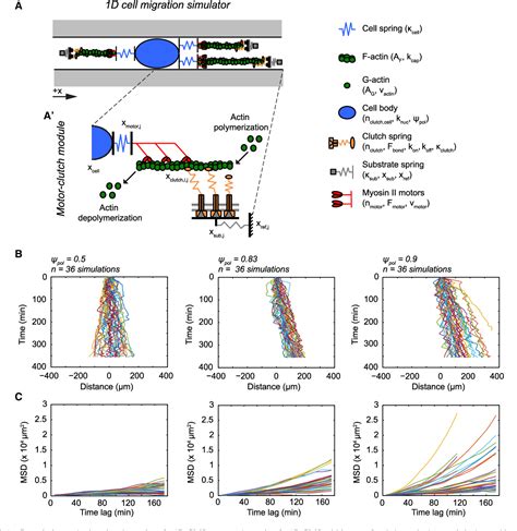 Figure 1 From Predicting Confined 1d Cell Migration From Parameters