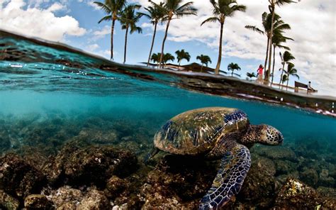 Turtle Hd Backgrounds Pixelstalk Net