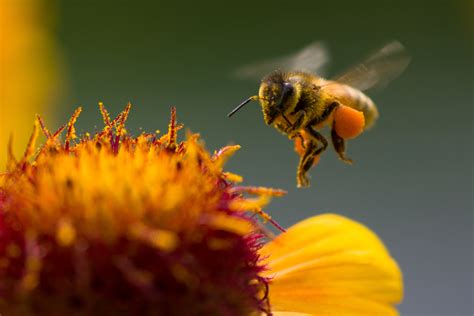 How Do Bees Make Honey A Comprehensive Guide John Hayes Beekeeper