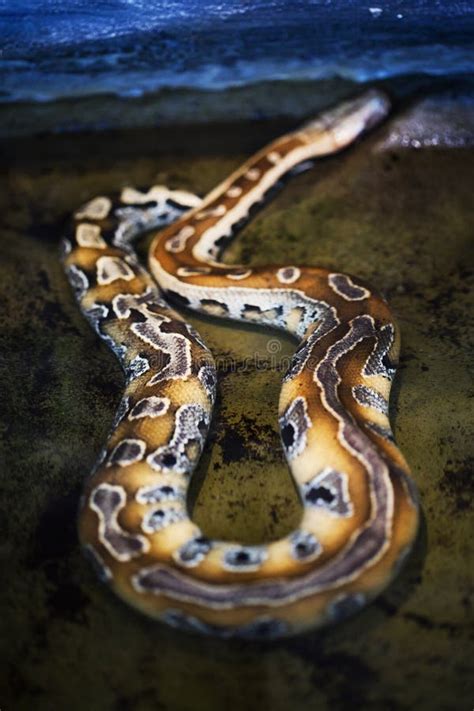 Python Snake Skin Stock Image Image Of Snake Danger 31380009