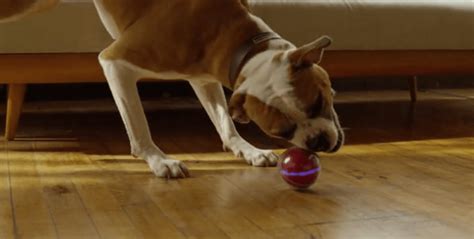 Pebby Le Robot Boule Qui Garde Vos Animaux Domestiques Numerama
