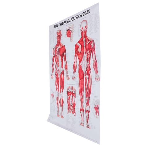 Anatomical Poster Muscular System Muscle Anatomy Chart Wall Hanging Poster Educational