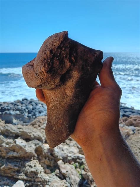 Possible Stegosaurus Teeth What Do You Think R Fossilid