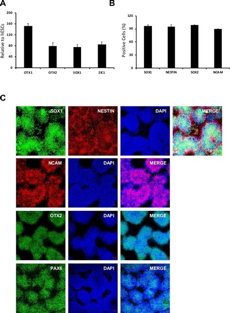 Efficient Neural Differentiation Using Single Cell Culture Of Human Embryonic Stem Cells