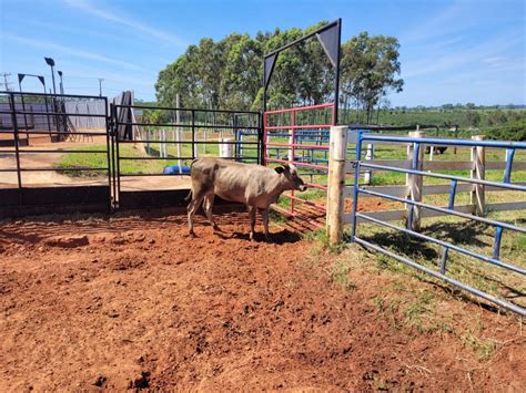Conheça a Vitrine a primogênita do Acesso Negado o touro de rodeio