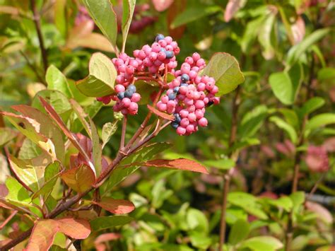 Viburnum Nudum Rachels Native Plants