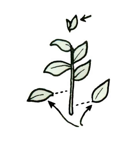 Rooting Azalea Cuttings Potomac Valley Chapter Of The American Rhododendron Society