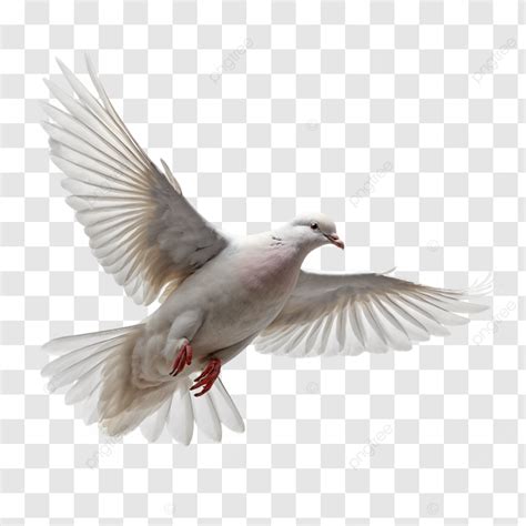 투명 배경에 흰색 비둘기 새 비둘기 새 날개 Png 일러스트 및 이미지 에 대한 무료 다운로드 Pngtree