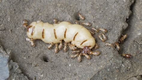 Termite Queen Video