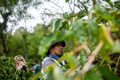 Gcp Report On Sustainable Coffee Purchases 2024 Webinar Global Coffee Platform