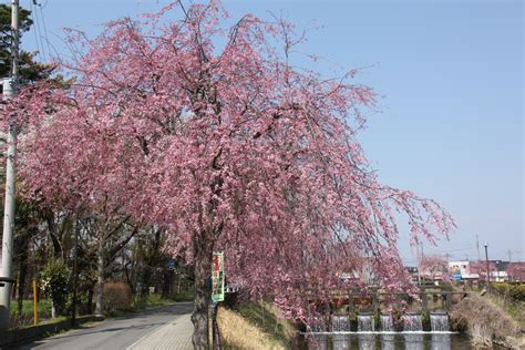 さくら市 草川用水のしだれ桜