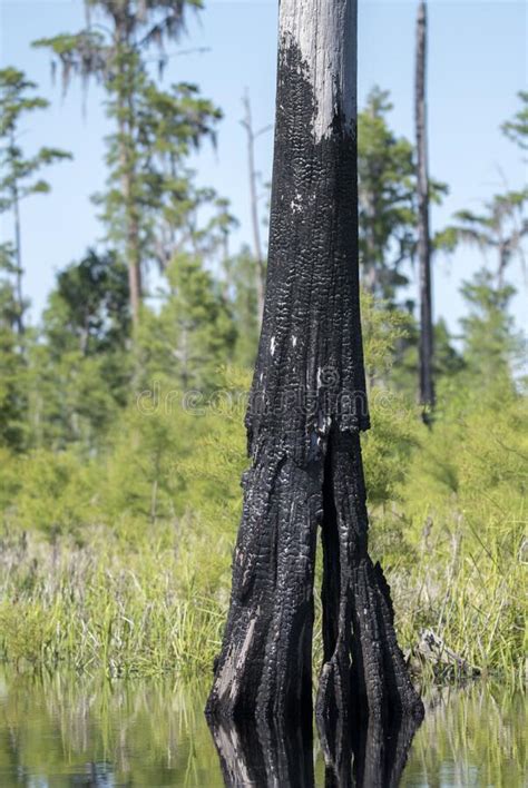 Burned Cypress Tree Stump In The Okefenokee National Wildlife Refuge
