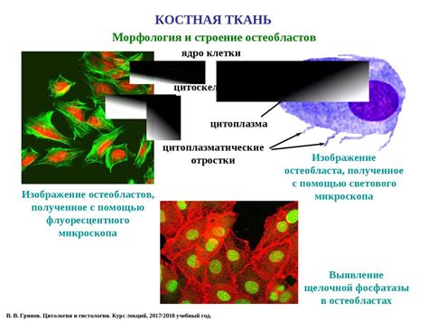 Ткани внутренней среды организма презентация онлайн