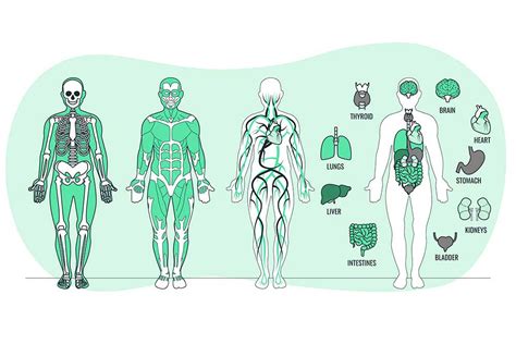 Cracking The Code Inside Look At Endocrine Glands Functions