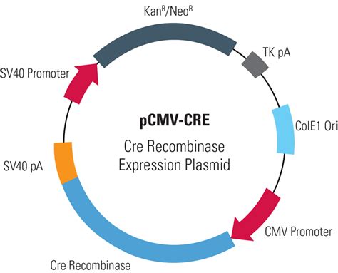 Pcmv Cre Cre Recombinase Expression Plasmid System Biosciences