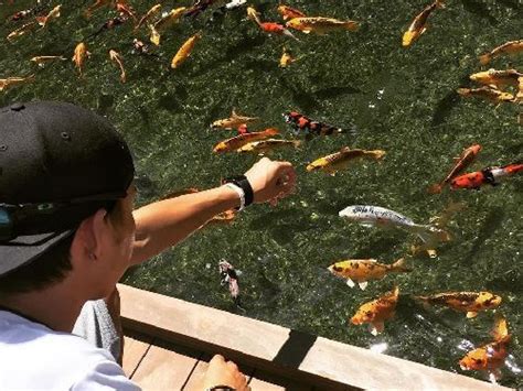 Купить корм для рыб оптом и в розницу Как правильно кормить рыбу в пруду летом и зимой