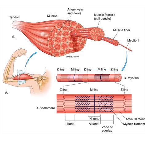 Muscle Structure Artofit