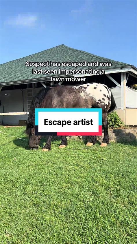 Watch Me Crack The New Bone Blossom Chuckle Circus Chucklecircus