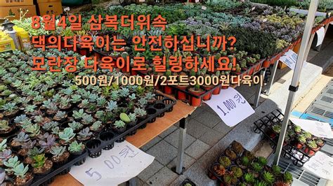 8월4일 삼복더위여러분의 다육이는 무사하신가요 모란장다육이보고 힐링해요 500원1000원 Youtube