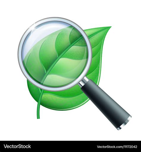 Magnifying Glass And Leaf Royalty Free Vector Image