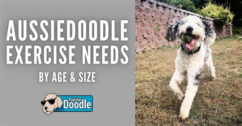 Aussiedoodle Generations Explained F1 F1b F1bb F2 F2b F2bb F3