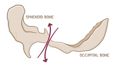 Diagnosing Cranial Somatic Dysfunction Osmosis