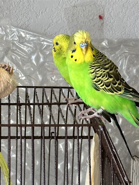 Is My Budgie Molting Rbudgies