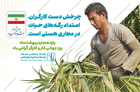 شکوفایی نیشکر مرهون مدافعانِ سنگر تولید شرکت توسعه نیشکر و صنایع