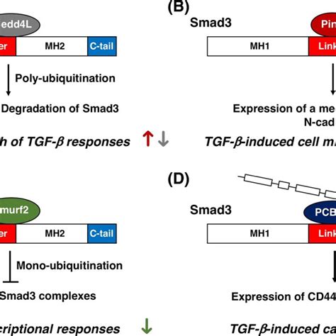 Regulation of transforming growth factorβ TGFβ signaling by